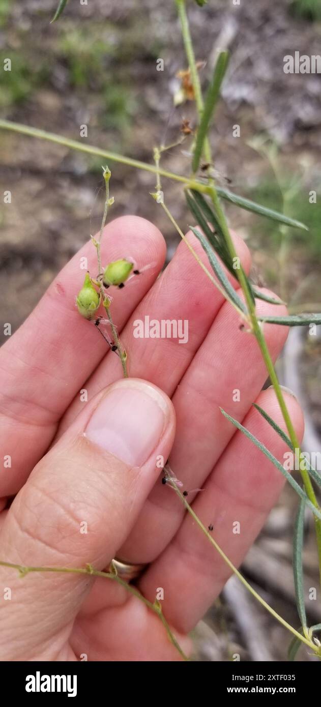 Narrowleaf Indian breadroot (Pediomelum linearifolium) Plantae Stock ...
