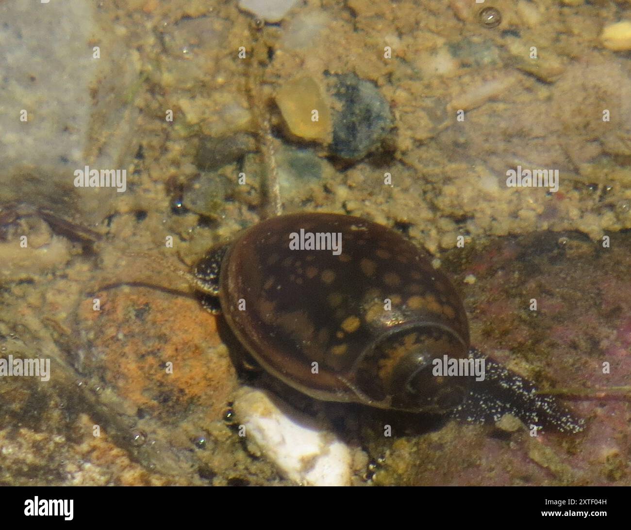 Acute Bladder Snail (Physella acuta) Mollusca Stock Photo - Alamy