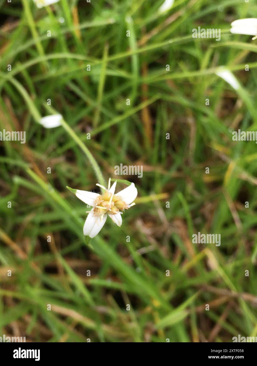 Beaksedges (Rhynchospora) Plantae Stock Photo - Alamy