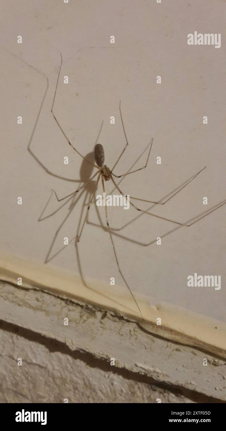 Cellar Spiders (Pholcidae) Arachnida Stock Photo - Alamy