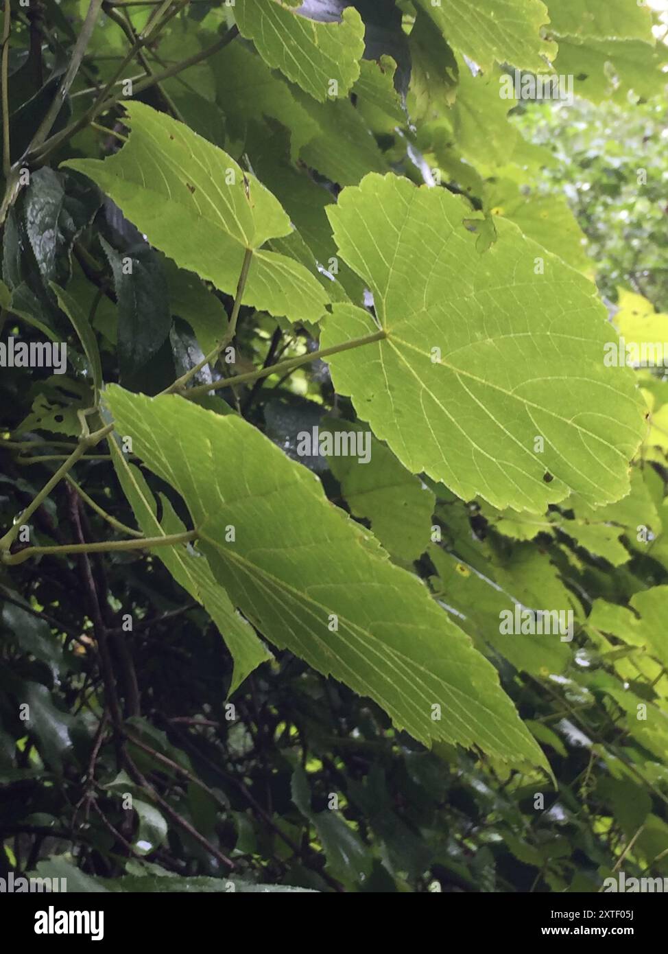 frost grape (Vitis vulpina) Plantae Stock Photo - Alamy