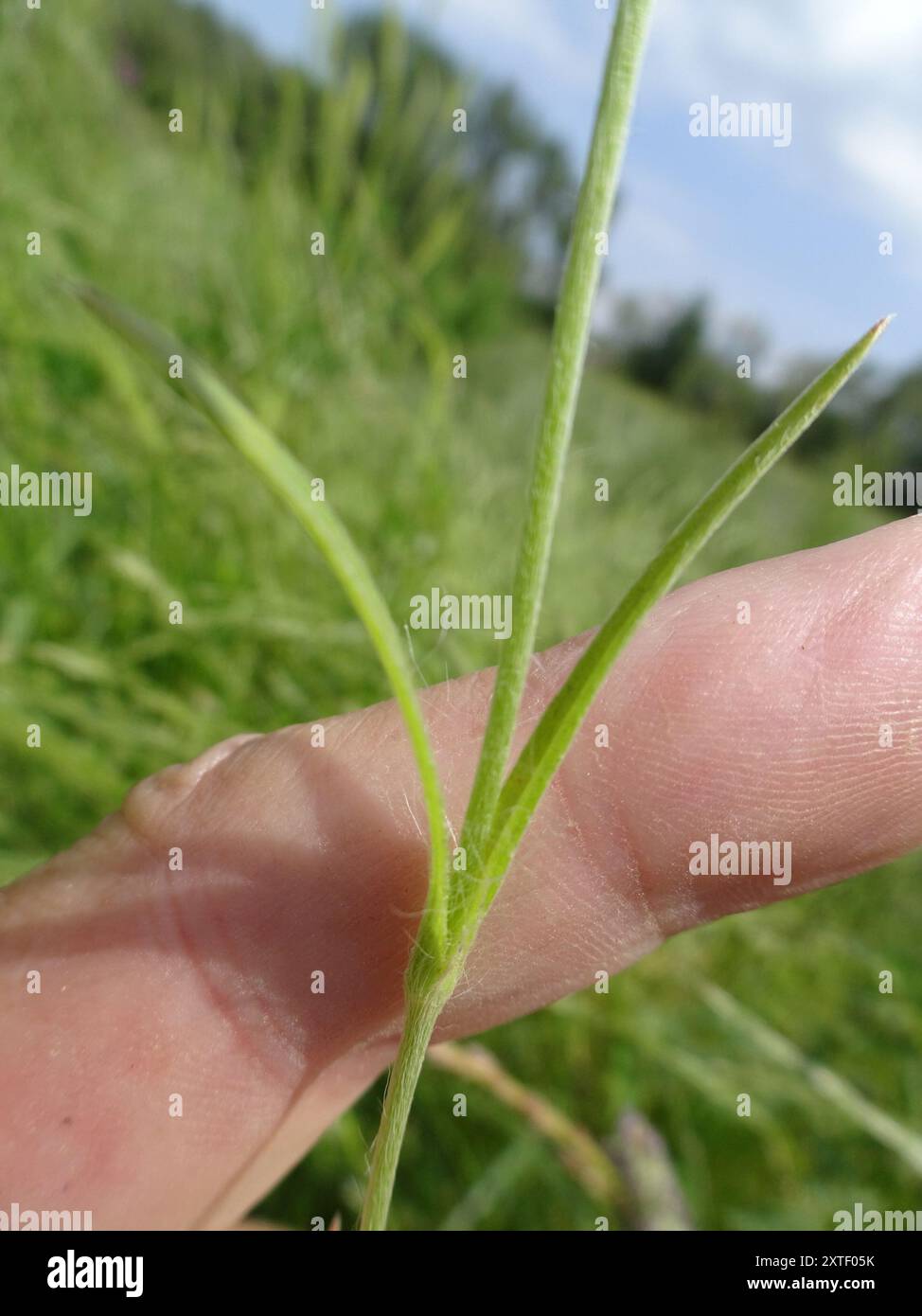 corn cockle (Agrostemma githago) Plantae Stock Photo - Alamy