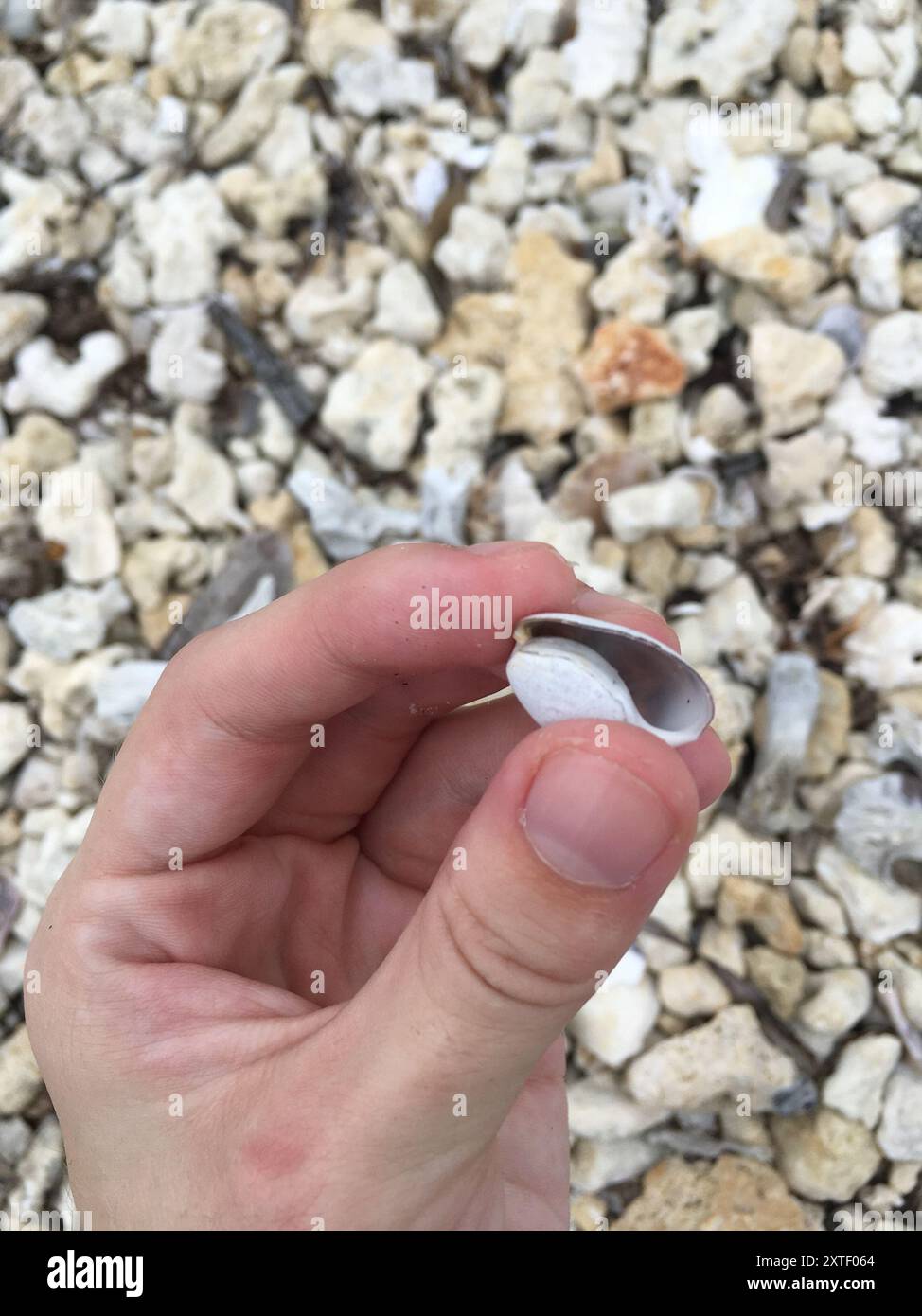 Common West Indian Bubble (Bulla occidentalis) Mollusca Stock Photo - Alamy