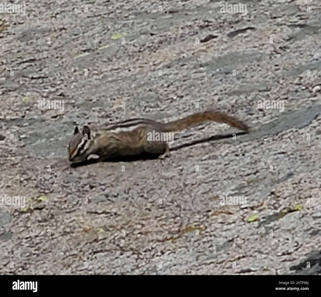Uinta Chipmunk (Neotamias umbrinus) Mammalia Stock Photo - Alamy