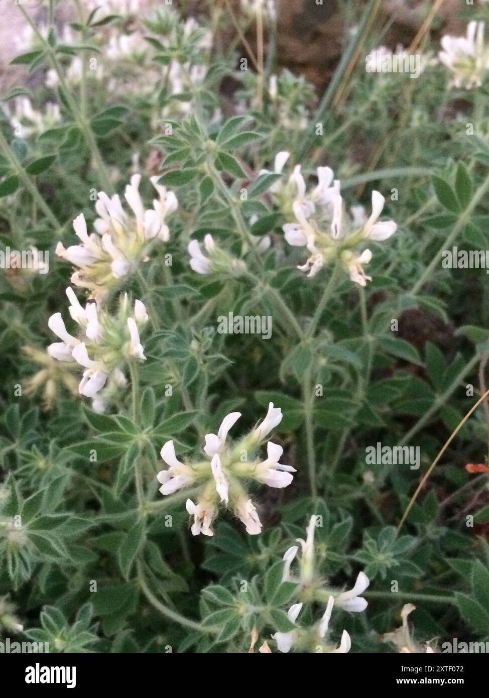 Hairy canary clover lotus hirsutus hi-res stock photography and images ...