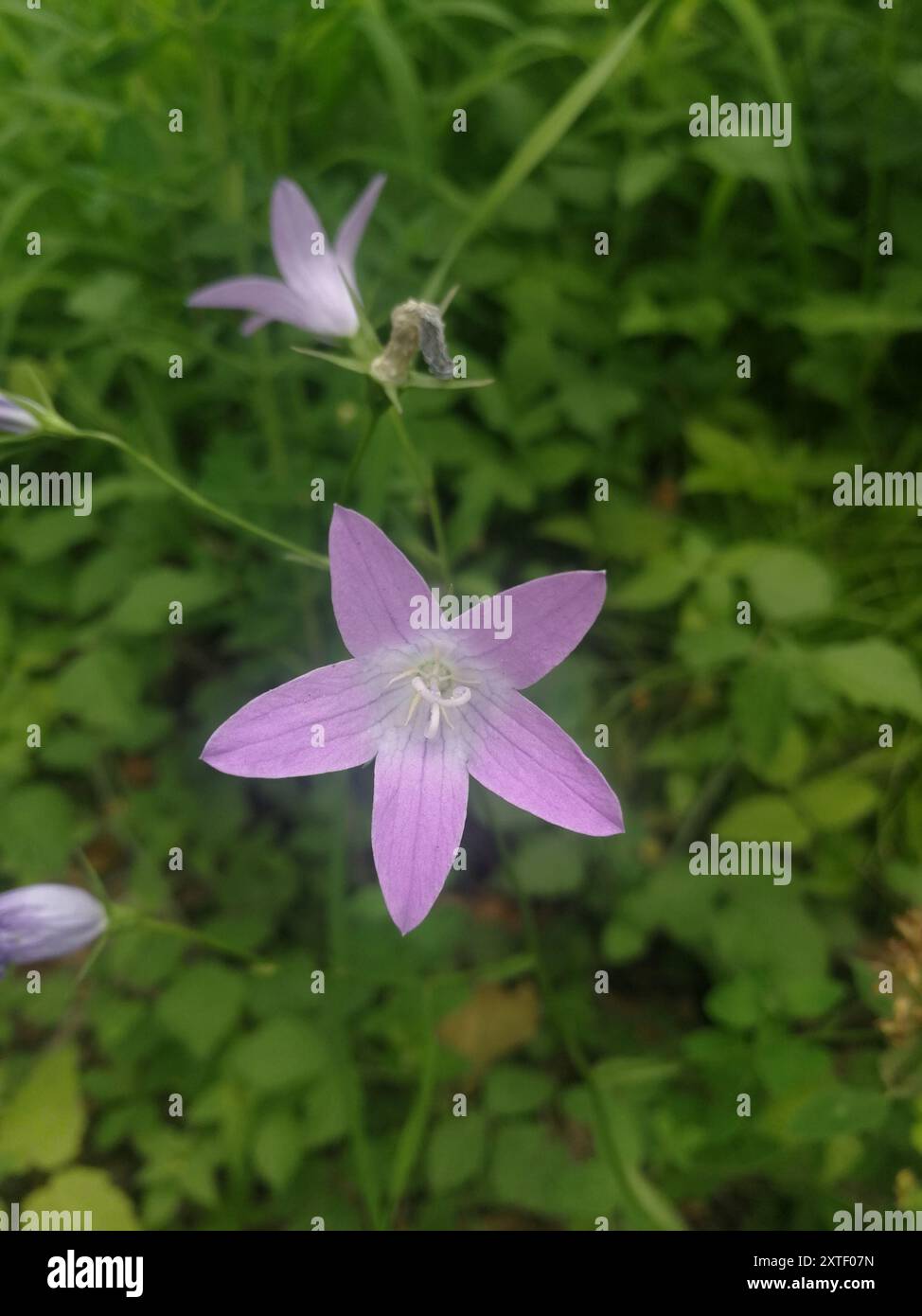 Spreading Bellflower (Campanula patula) Plantae Stock Photo - Alamy