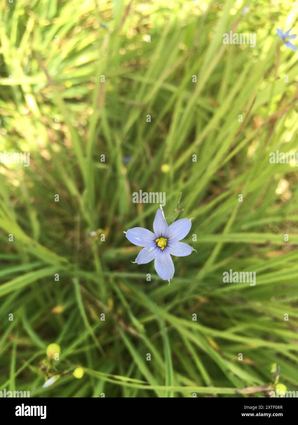 blue-eyed grasses (Sisyrinchium) Plantae Stock Photo - Alamy