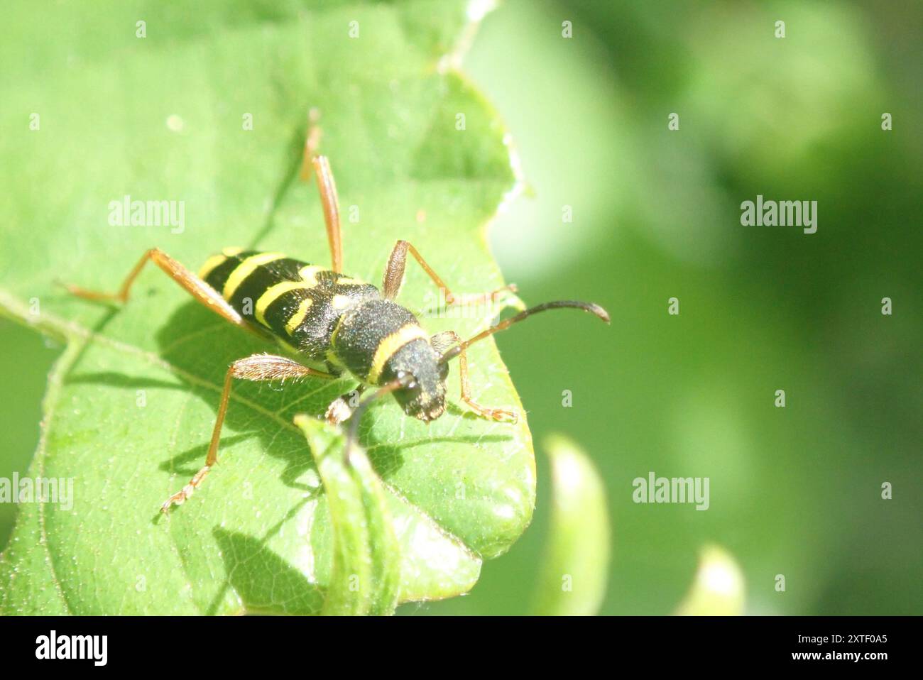 Wasp Beetle (Clytus arietis) Insecta Stock Photo - Alamy