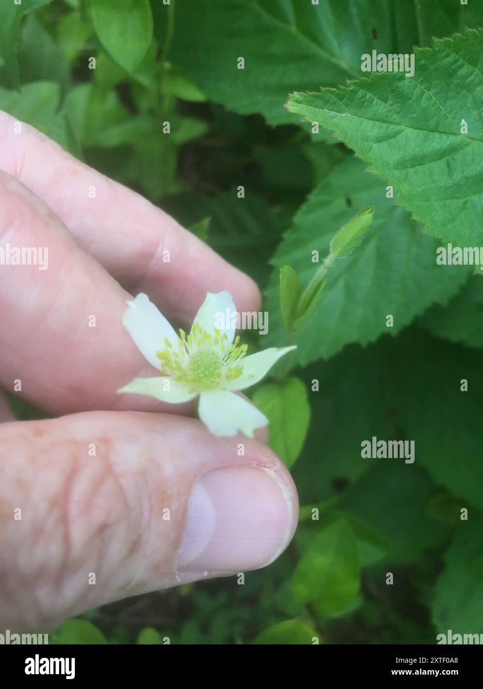 tall thimbleweed (Anemone virginiana) Plantae Stock Photo - Alamy