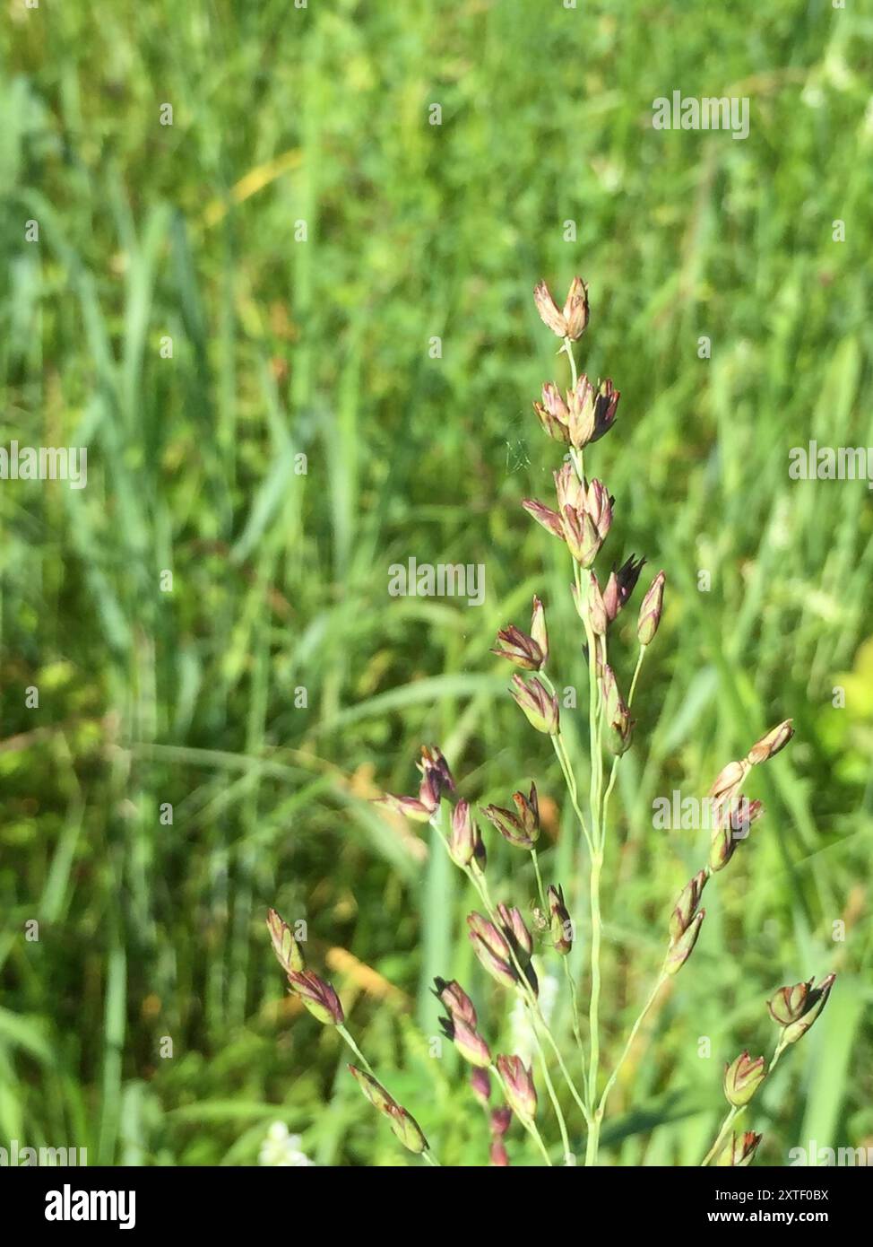 Johnson grass (Sorghum halepense) Plantae Stock Photo - Alamy