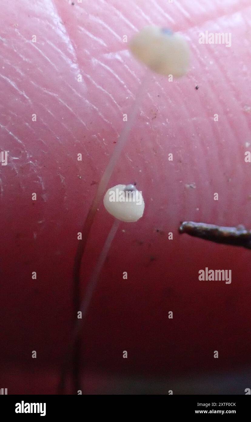 rainforest horsehair (Marasmius crinis-equi) Fungi Stock Photo - Alamy