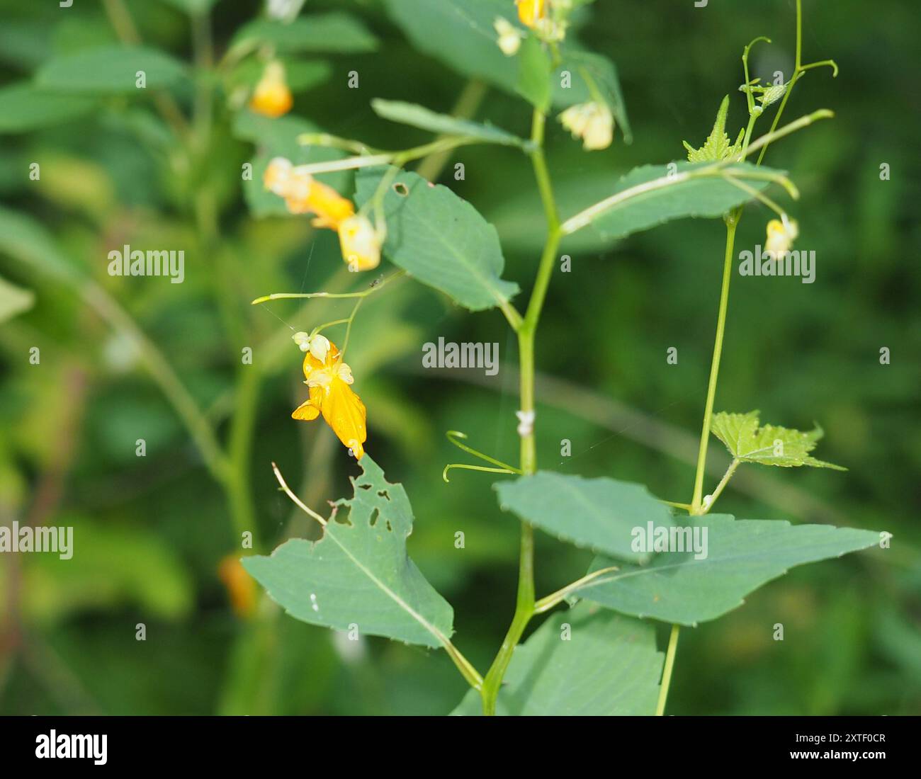 common jewelweed (Impatiens capensis) Plantae Stock Photo - Alamy