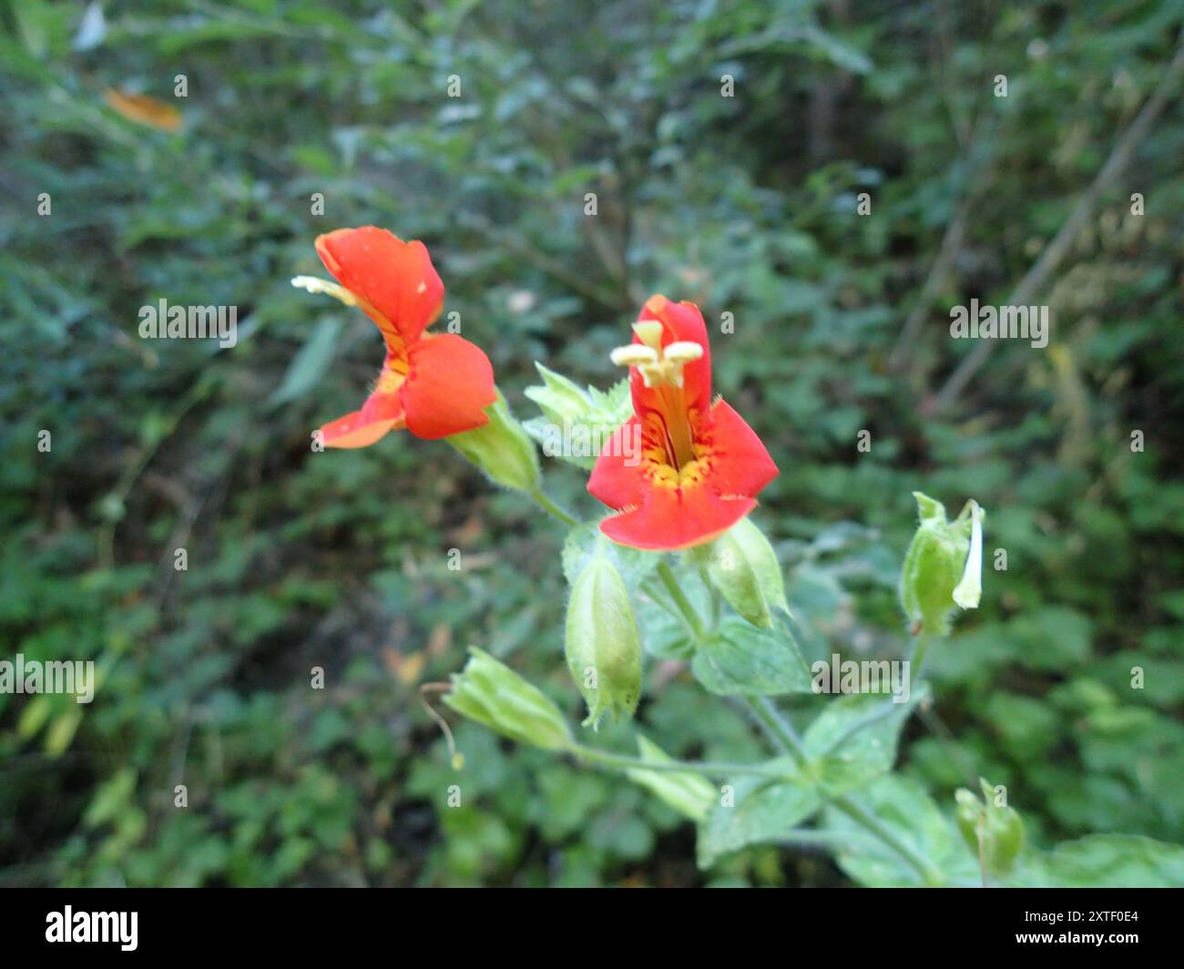scarlet monkeyflower (Erythranthe cardinalis) Plantae Stock Photo - Alamy