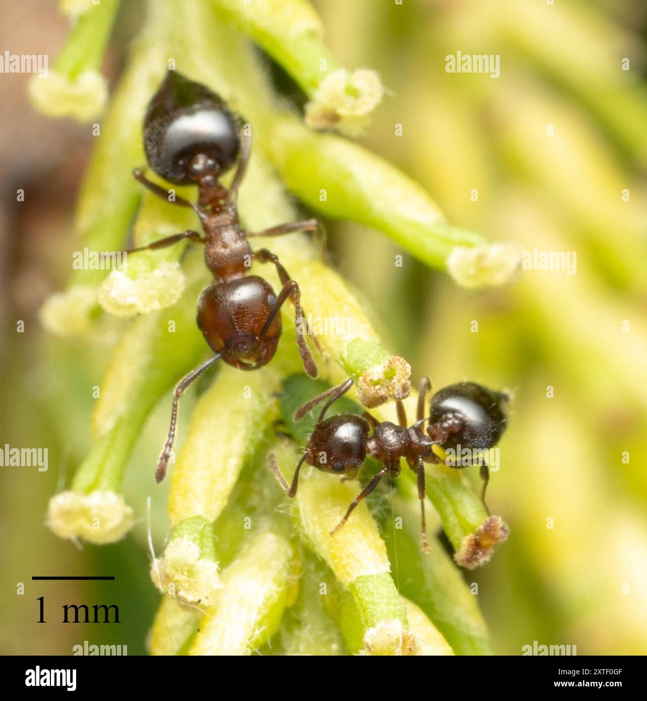 Crematogaster cerasi hi-res stock photography and images - Alamy