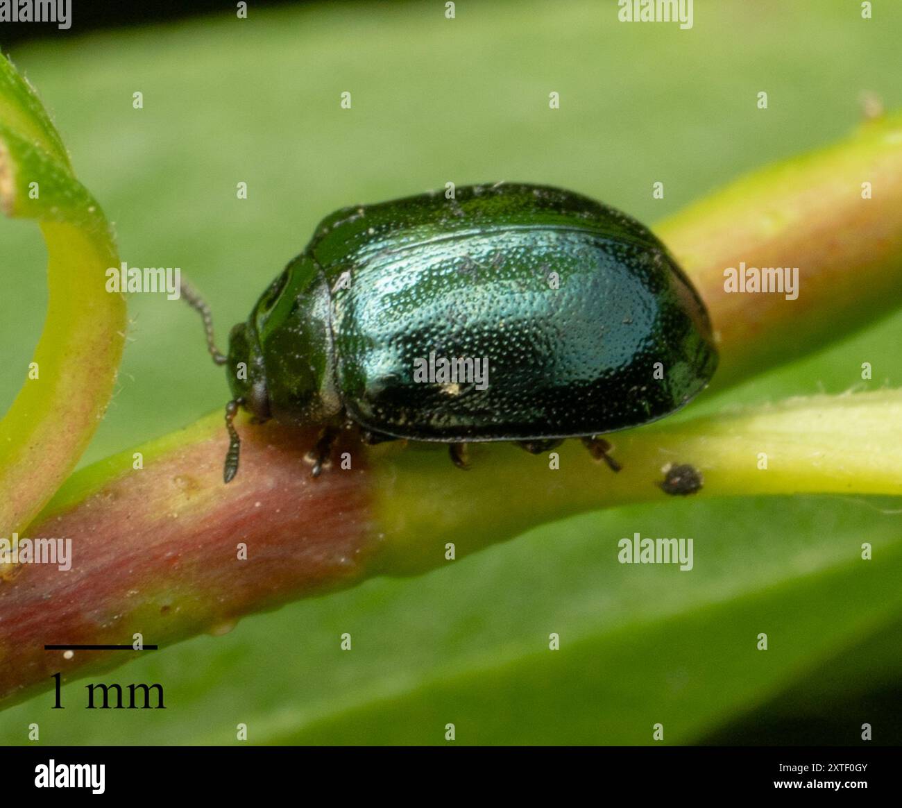 Willow Leaf Beetle (Plagiodera versicolora) Insecta Stock Photo - Alamy