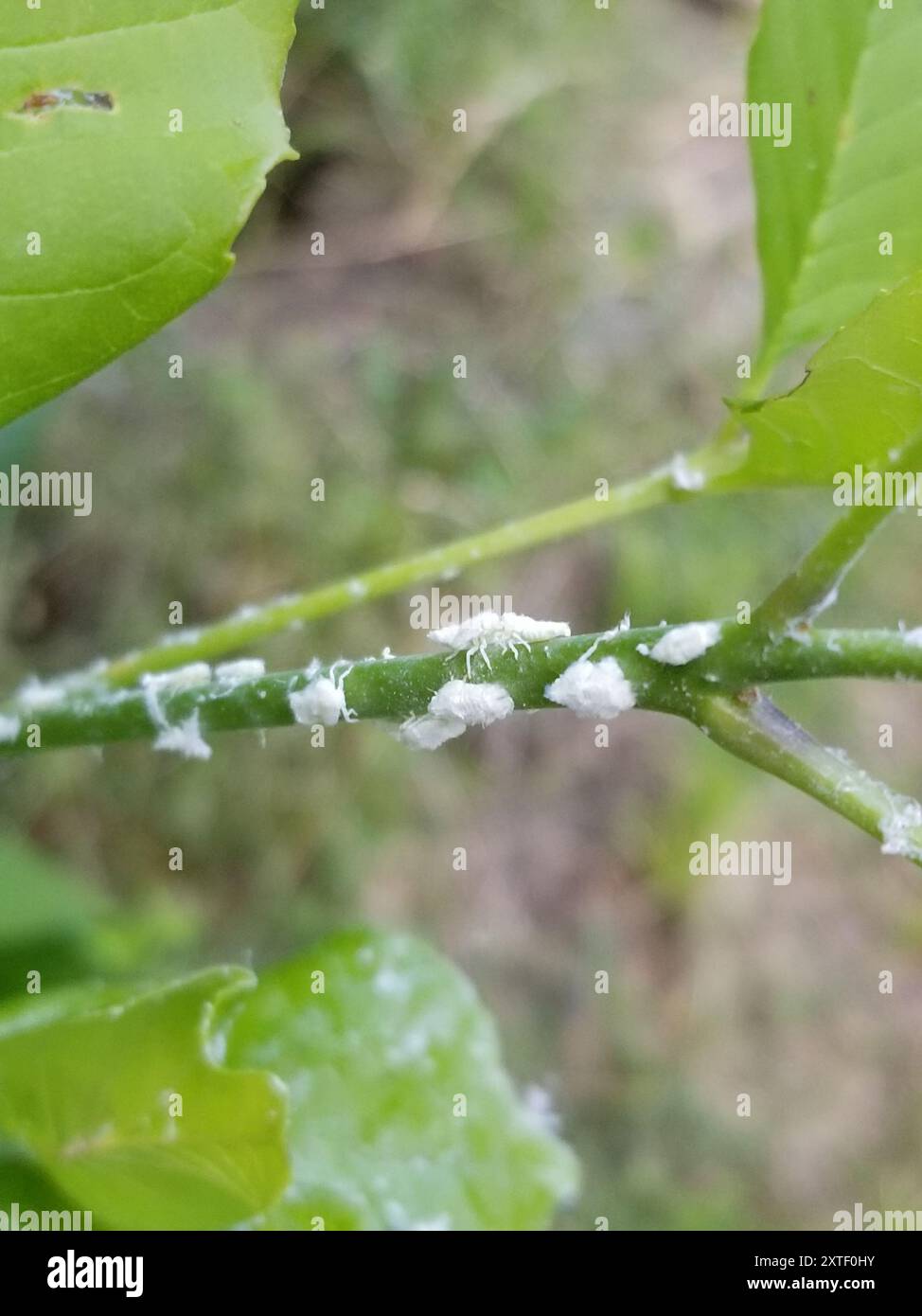 True Bugs, Hoppers, Aphids, and allies (Hemiptera) Insecta Stock Photo ...