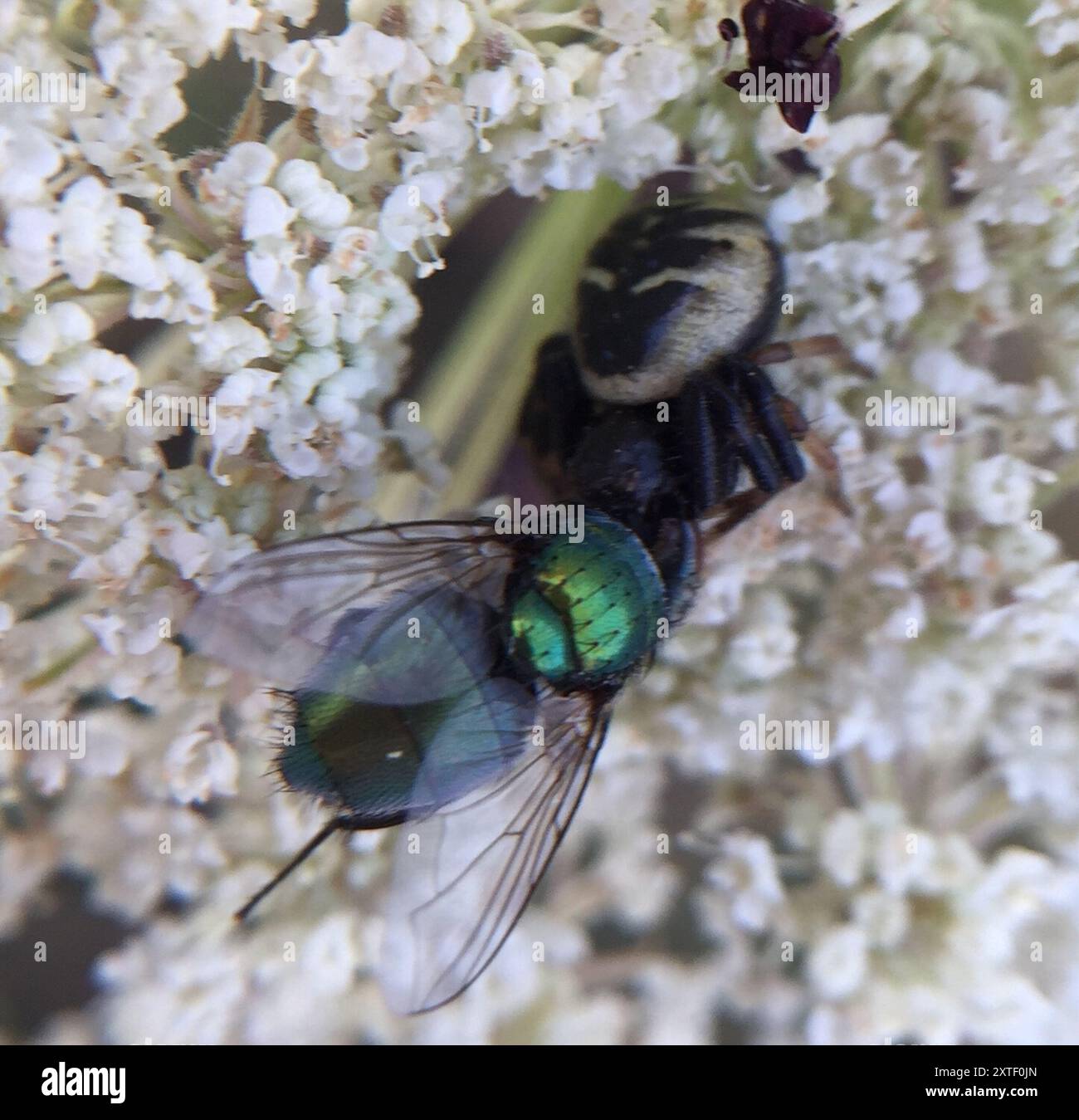 Napoleon Spider (Synema globosum) Arachnida Stock Photo - Alamy