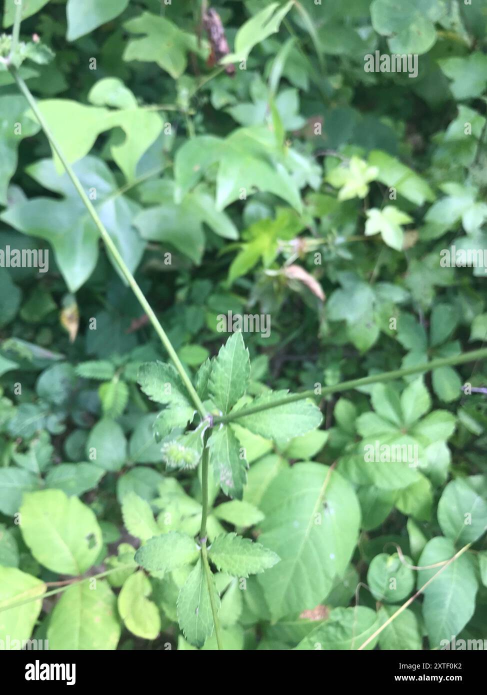 Black Snakeroot (Sanicula canadensis) Plantae Stock Photo - Alamy