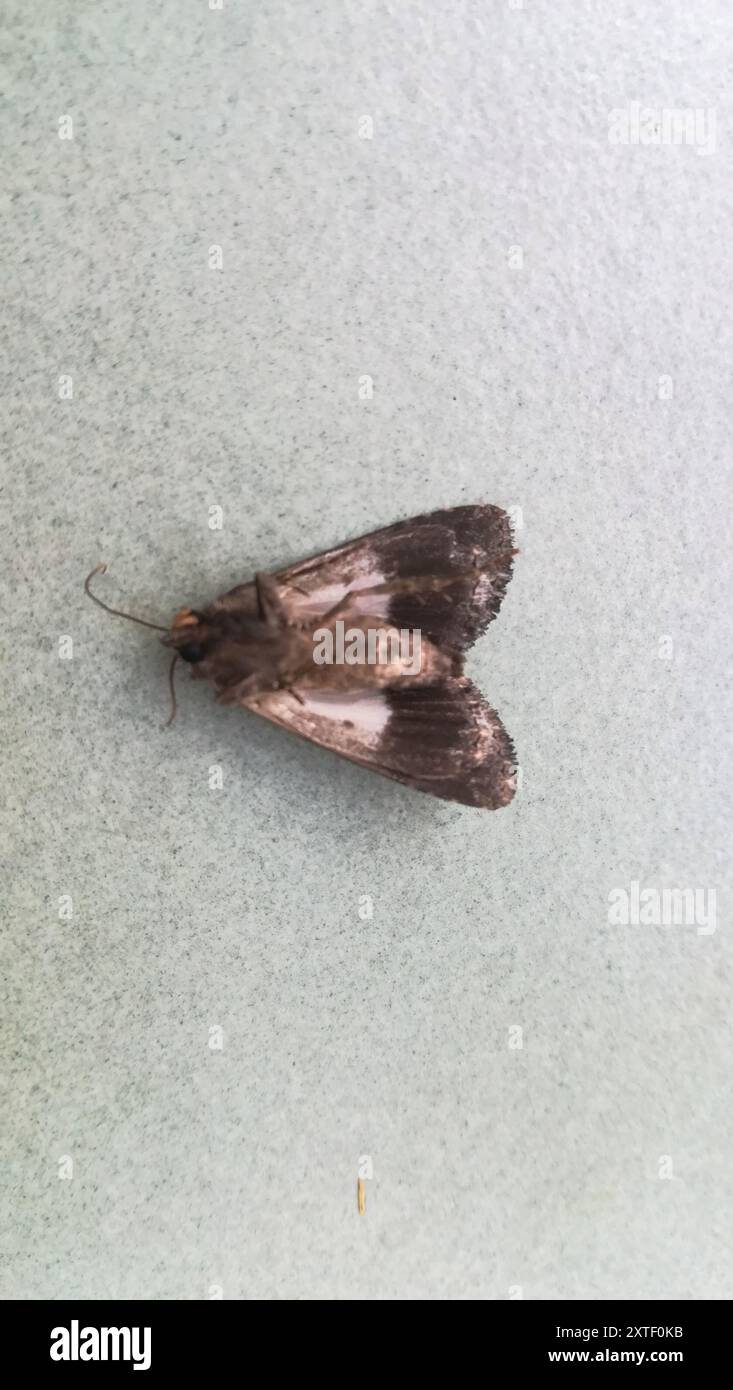 Aedia leucomelas hi-res stock photography and images - Alamy