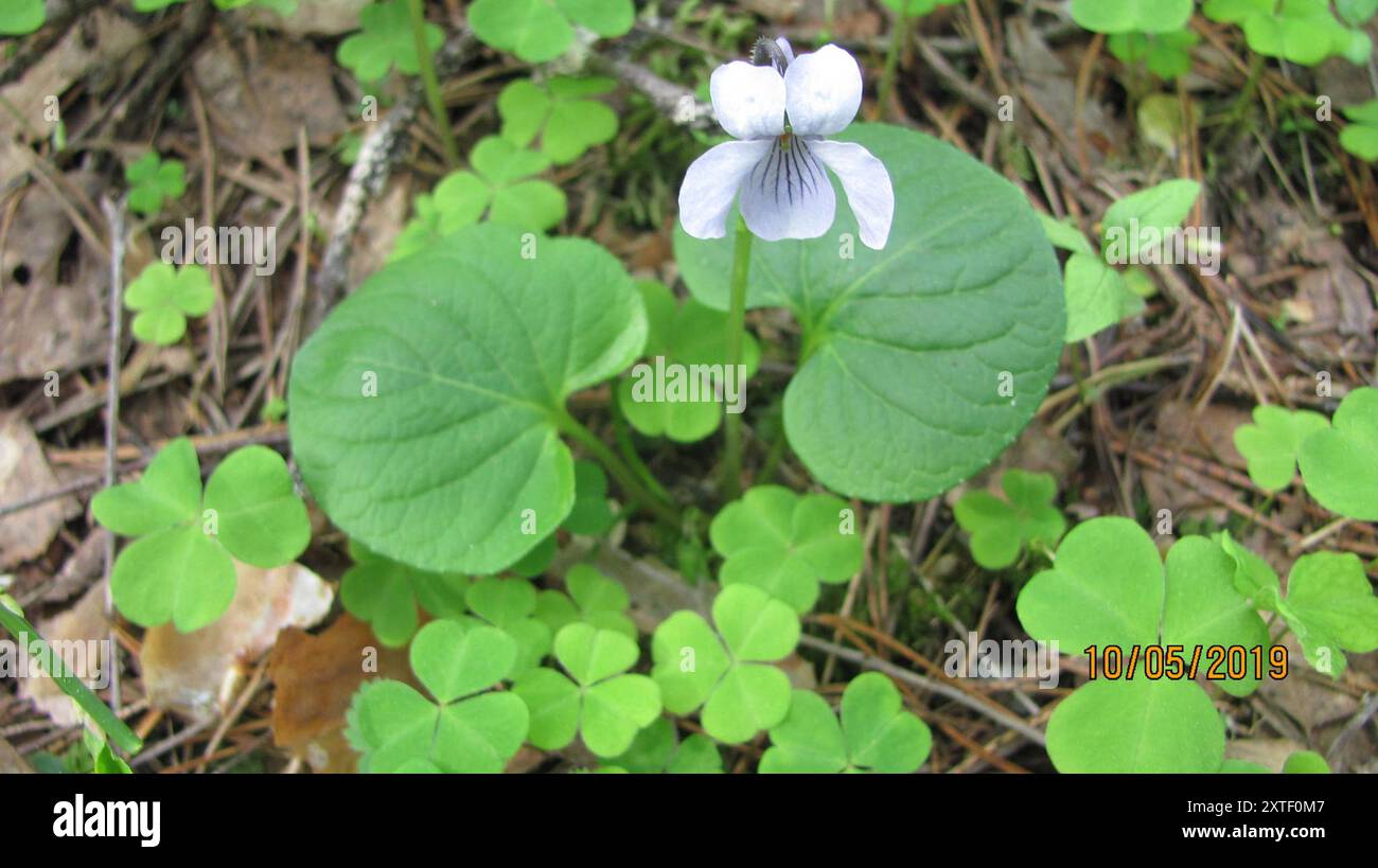 Broad-leaved Violet (Viola mirabilis) Plantae Stock Photo - Alamy