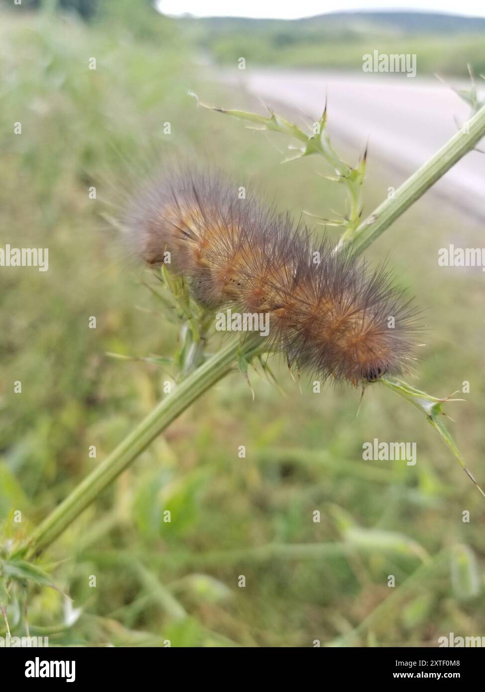 Salt Marsh Moth (Estigmene acrea) Insecta Stock Photo - Alamy