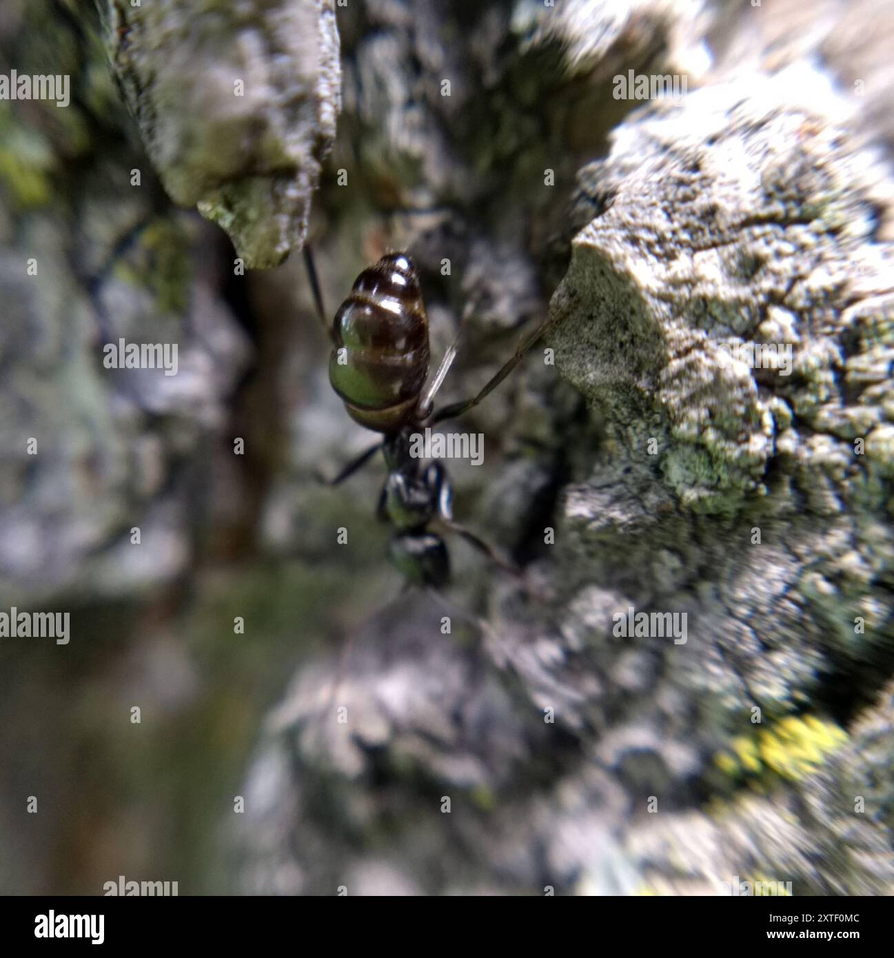 fusca-group Field Ants and Allies (Formica fusca) Insecta Stock Photo ...