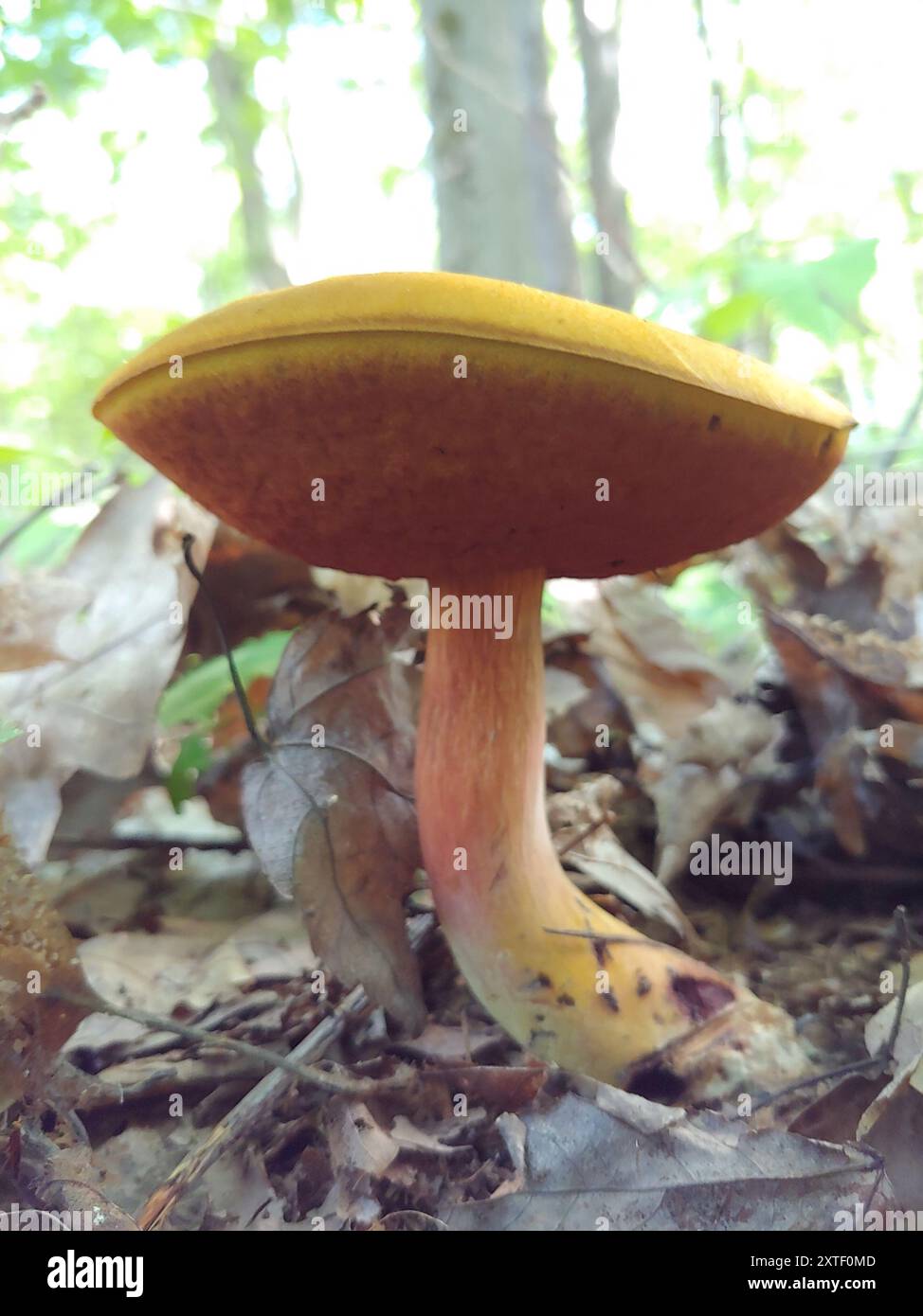 Red-mouth Bolete (Neoboletus subvelutipes) Fungi Stock Photo - Alamy