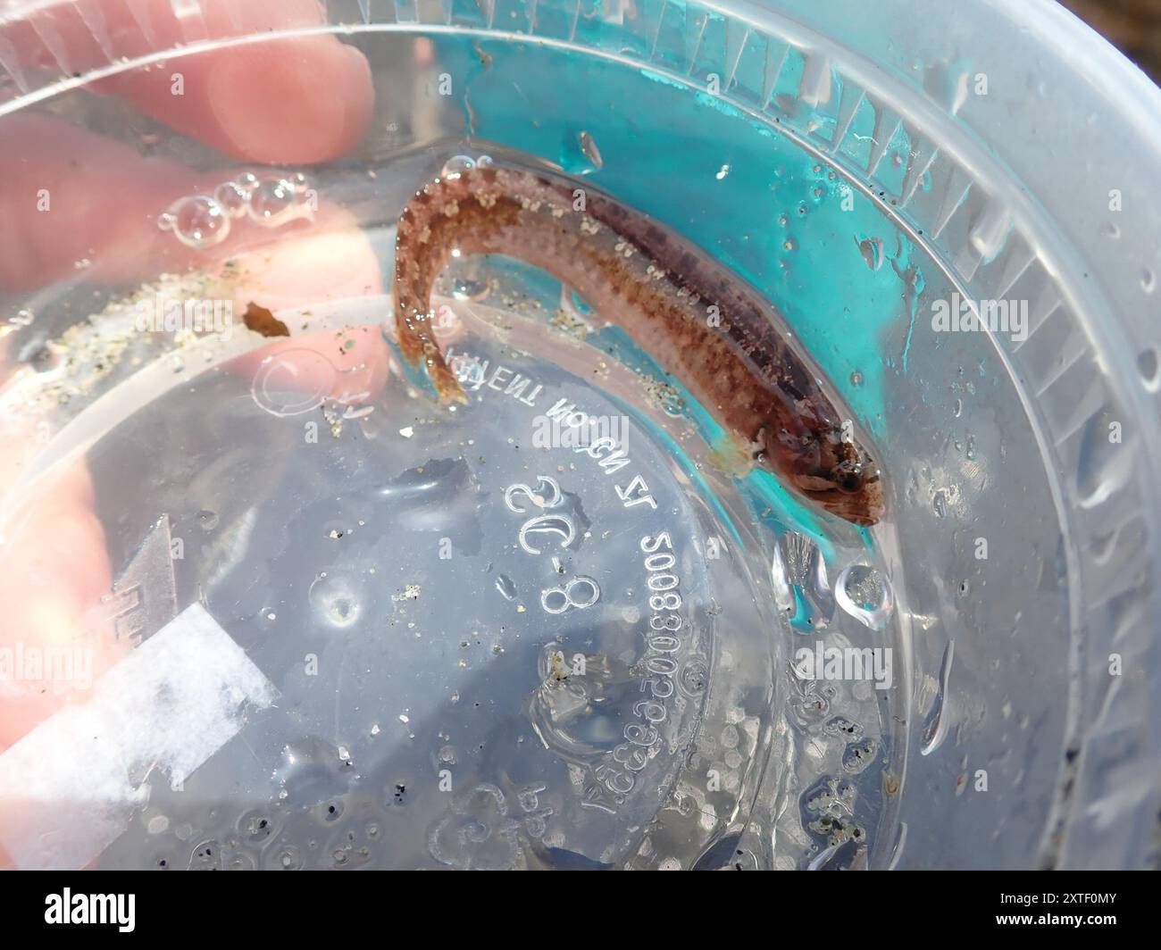 High Cockscomb (Anoplarchus purpurescens) Actinopterygii Stock Photo ...