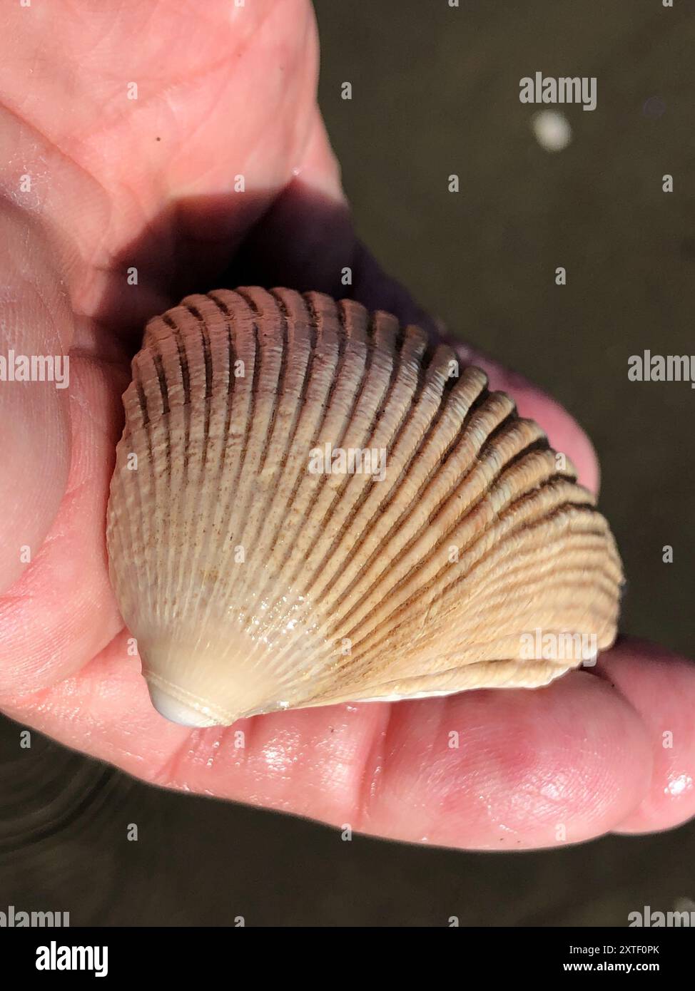 Nuttall's Cockle (Clinocardium nuttallii) Mollusca Stock Photo - Alamy