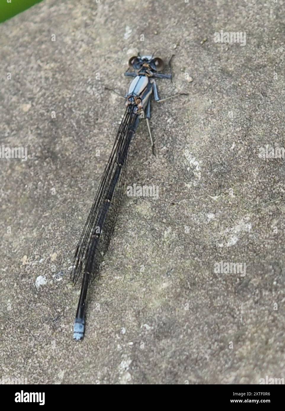 Powdered Dancer (Argia moesta) Insecta Stock Photo - Alamy