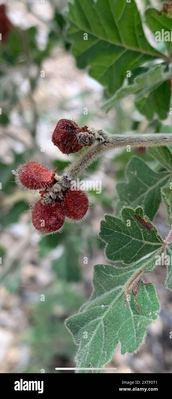 fragrant sumac (Rhus aromatica) Plantae Stock Photo - Alamy