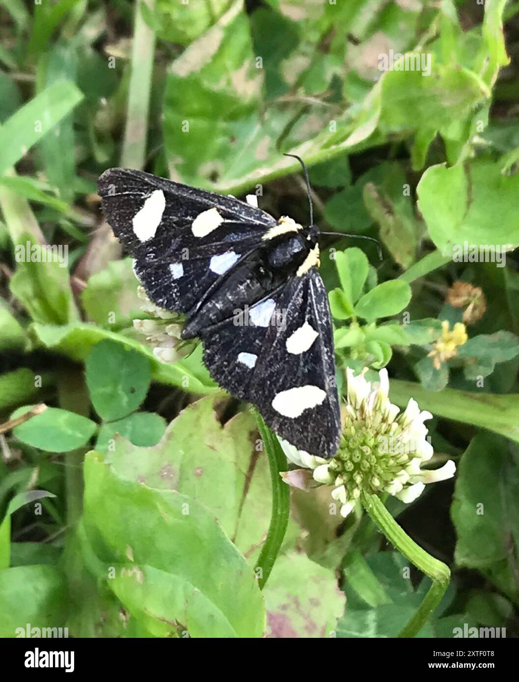 Eight-spotted Forester Moth (Alypia octomaculata) Insecta Stock Photo ...