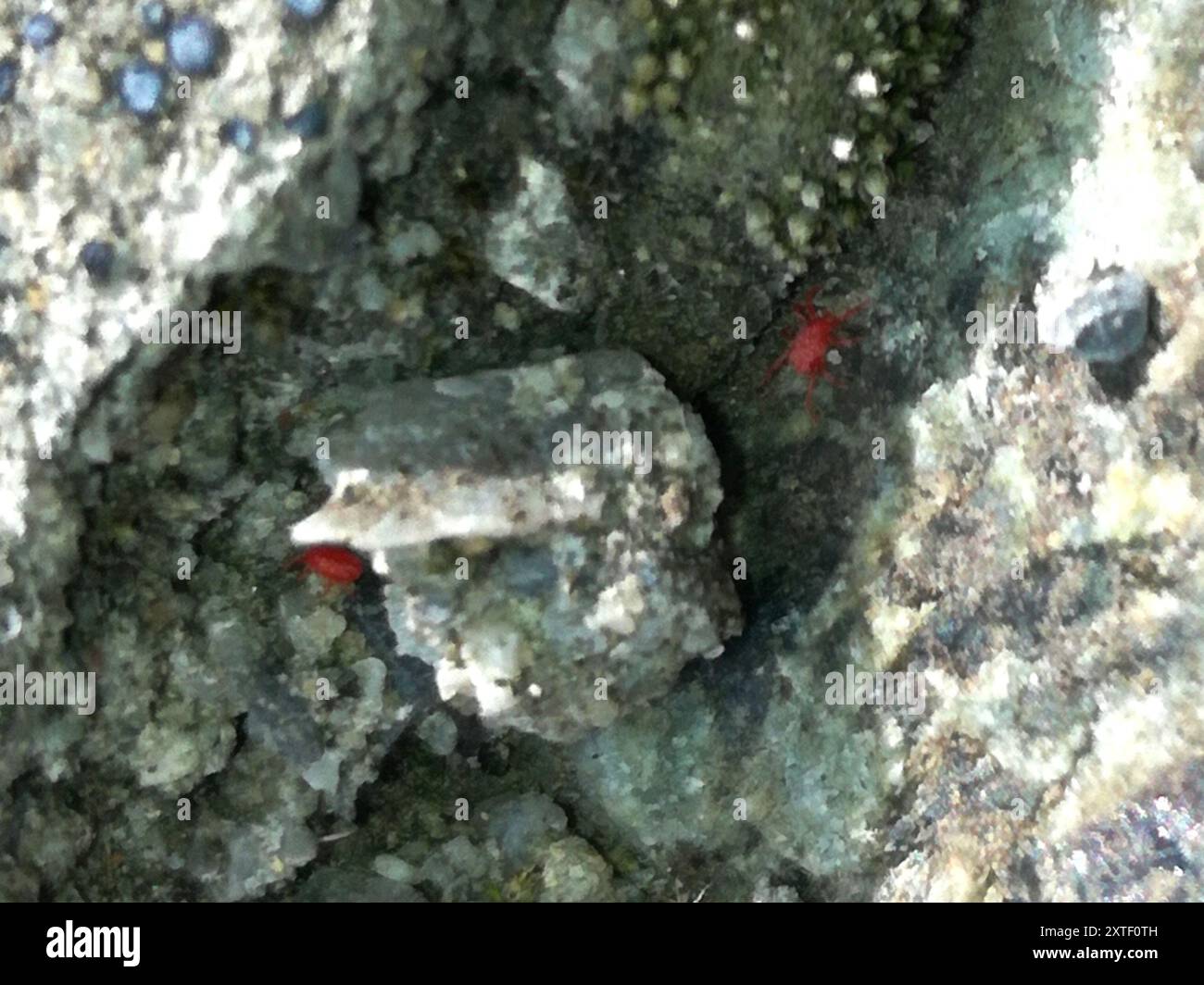 Trombidiform Mites (Trombidiformes) Arachnida Stock Photo - Alamy