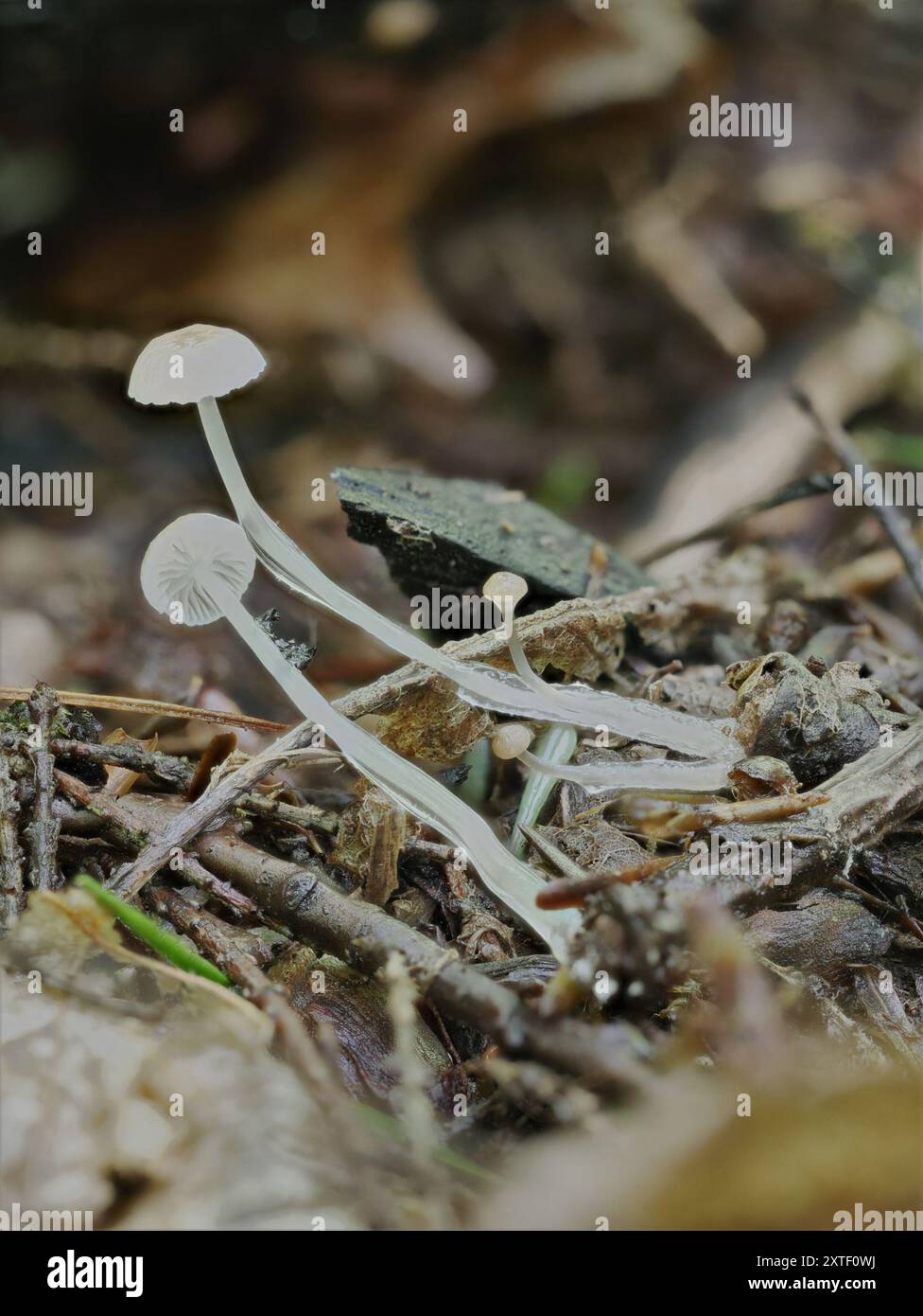 Dripping bonnet hi-res stock photography and images - Alamy