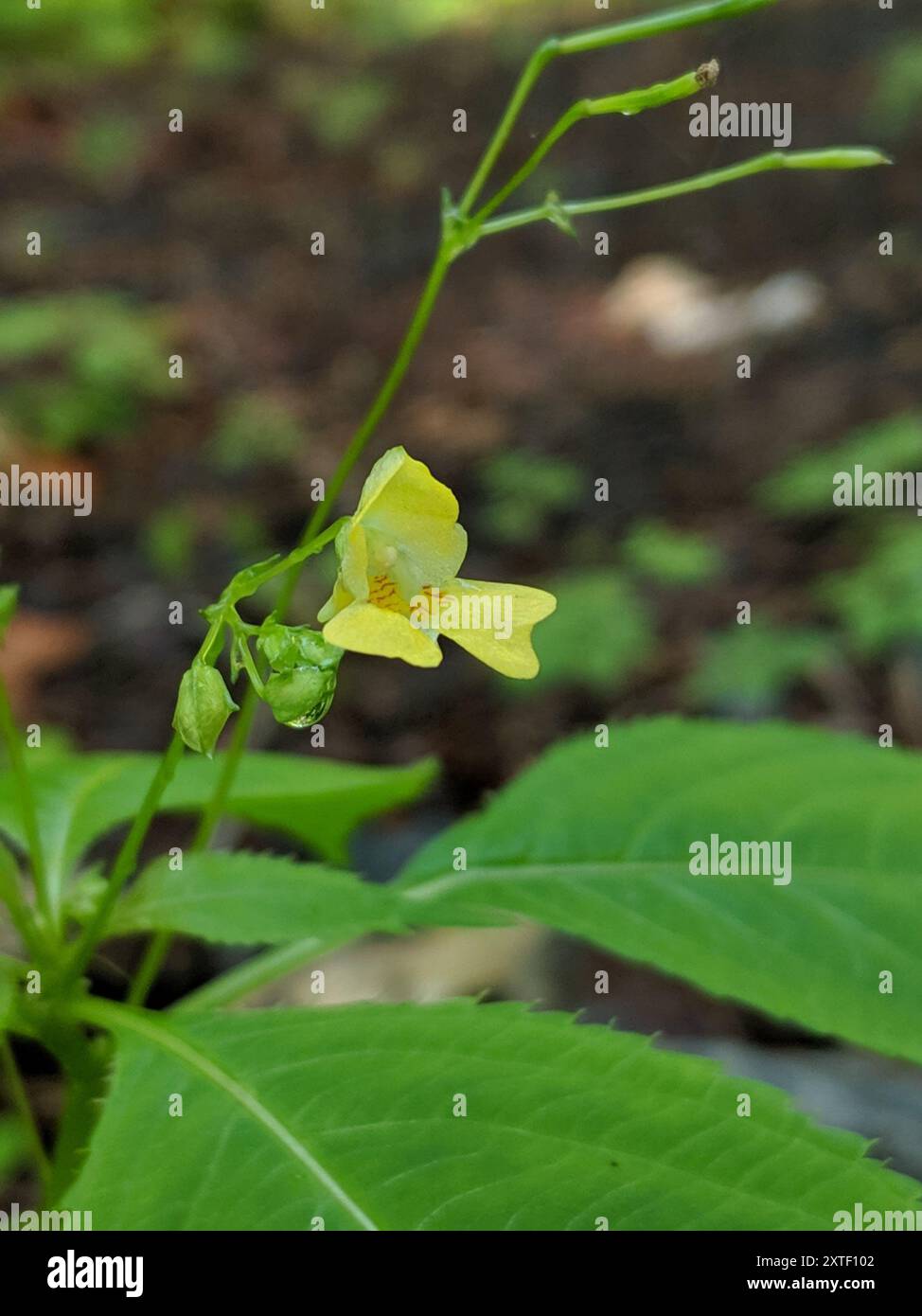 small balsam (Impatiens parviflora) Plantae Stock Photo - Alamy