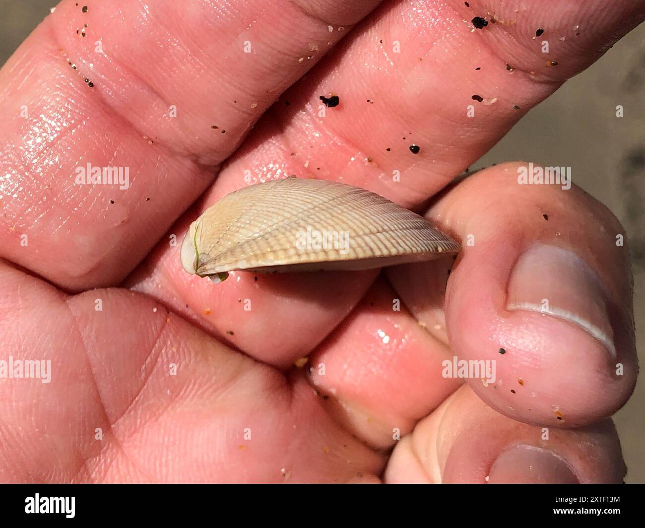 Pacific Littleneck Clam (Leukoma staminea) Mollusca Stock Photo - Alamy