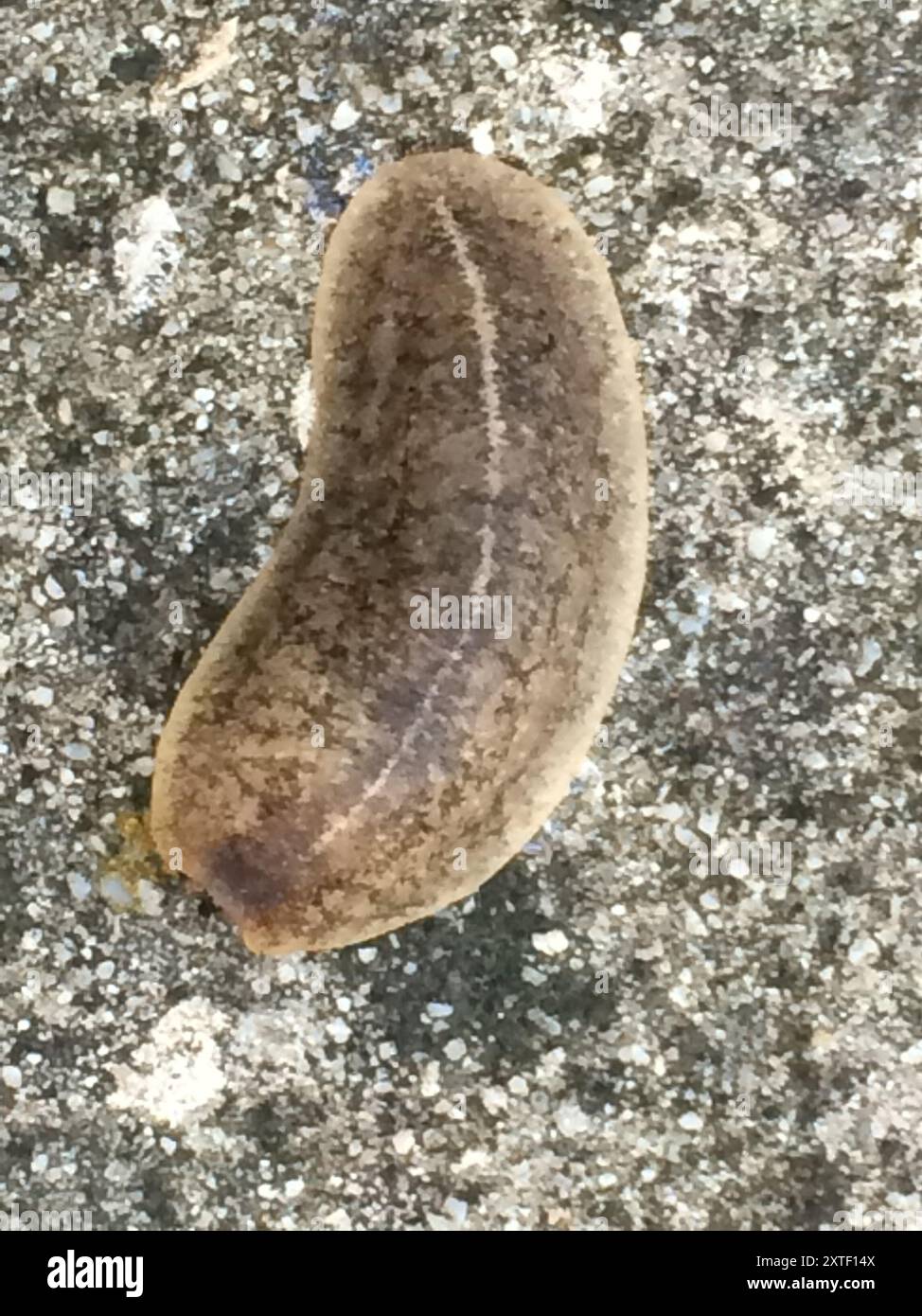 Florida Leatherleaf Slug (Leidyula floridana) Mollusca Stock Photo - Alamy