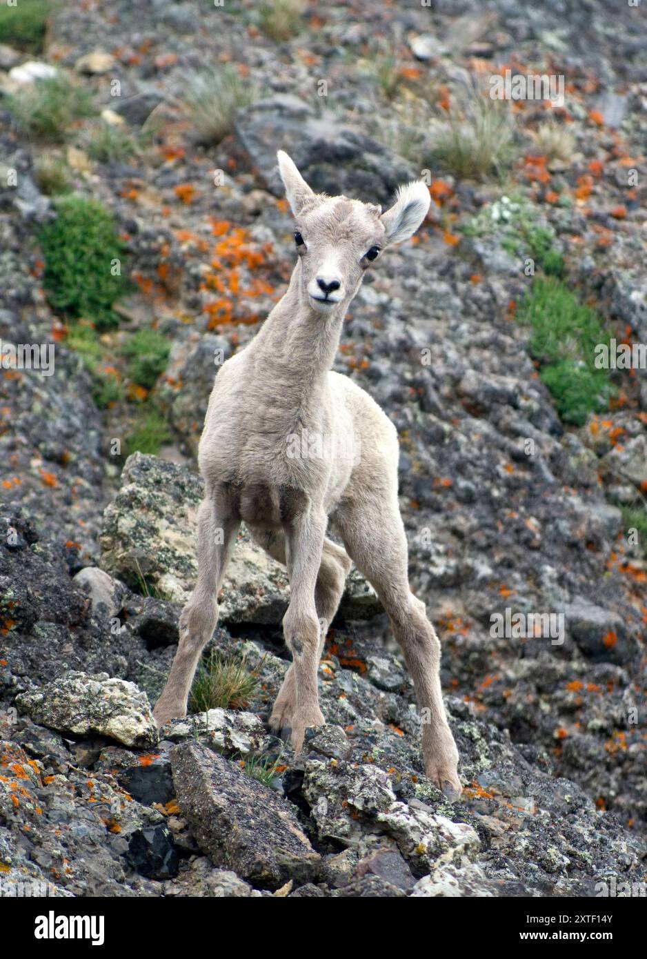 Baby bighorn sheep hi-res stock photography and images - Alamy
