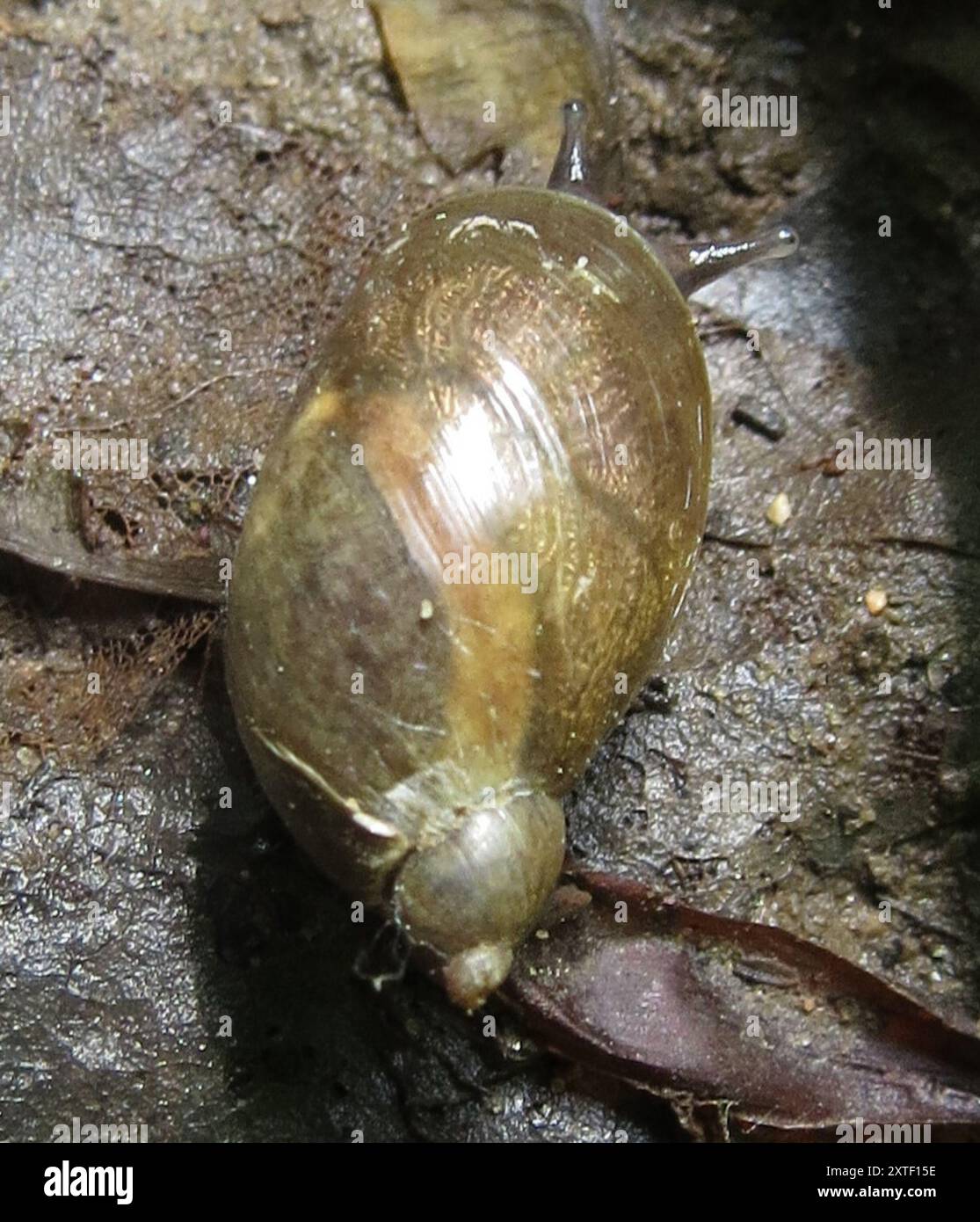 Amber Snails (Succineidae) Mollusca Stock Photo - Alamy