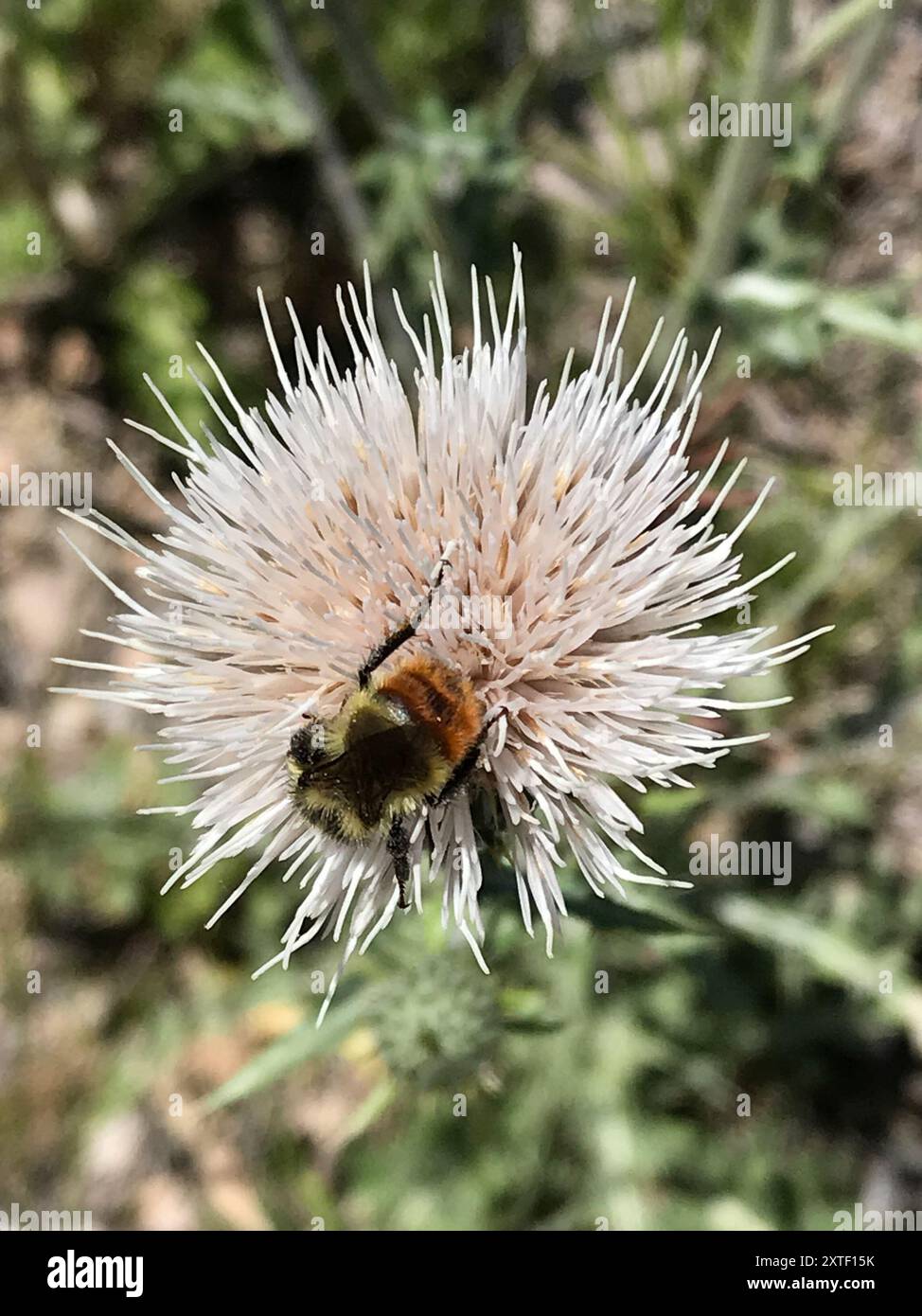 Great Basin Bumble Bee (Bombus centralis) Insecta Stock Photo - Alamy