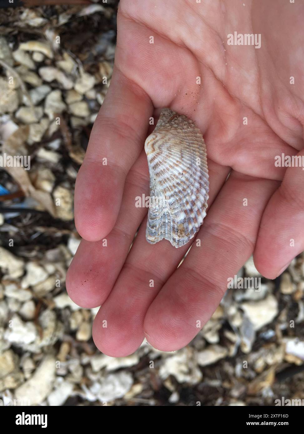 Arca zebra hi-res stock photography and images - Alamy