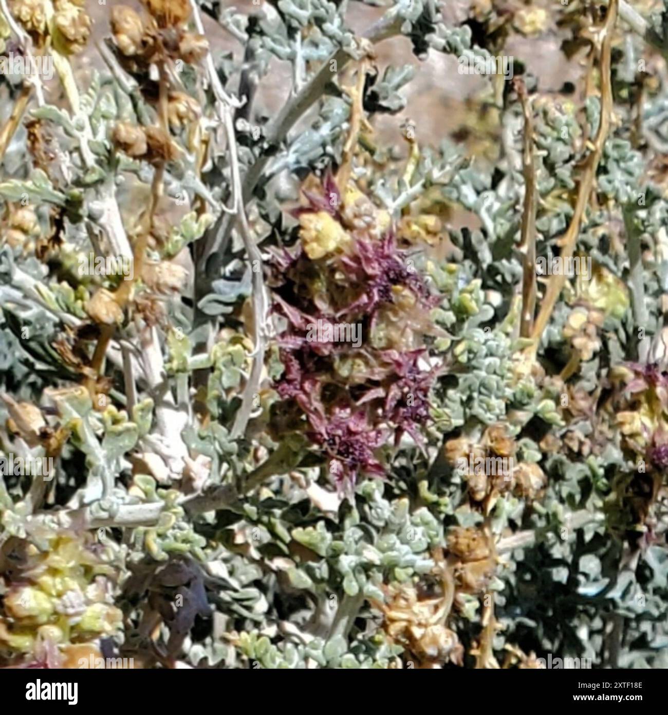 Burrobush (Ambrosia dumosa) Plantae Stock Photo - Alamy
