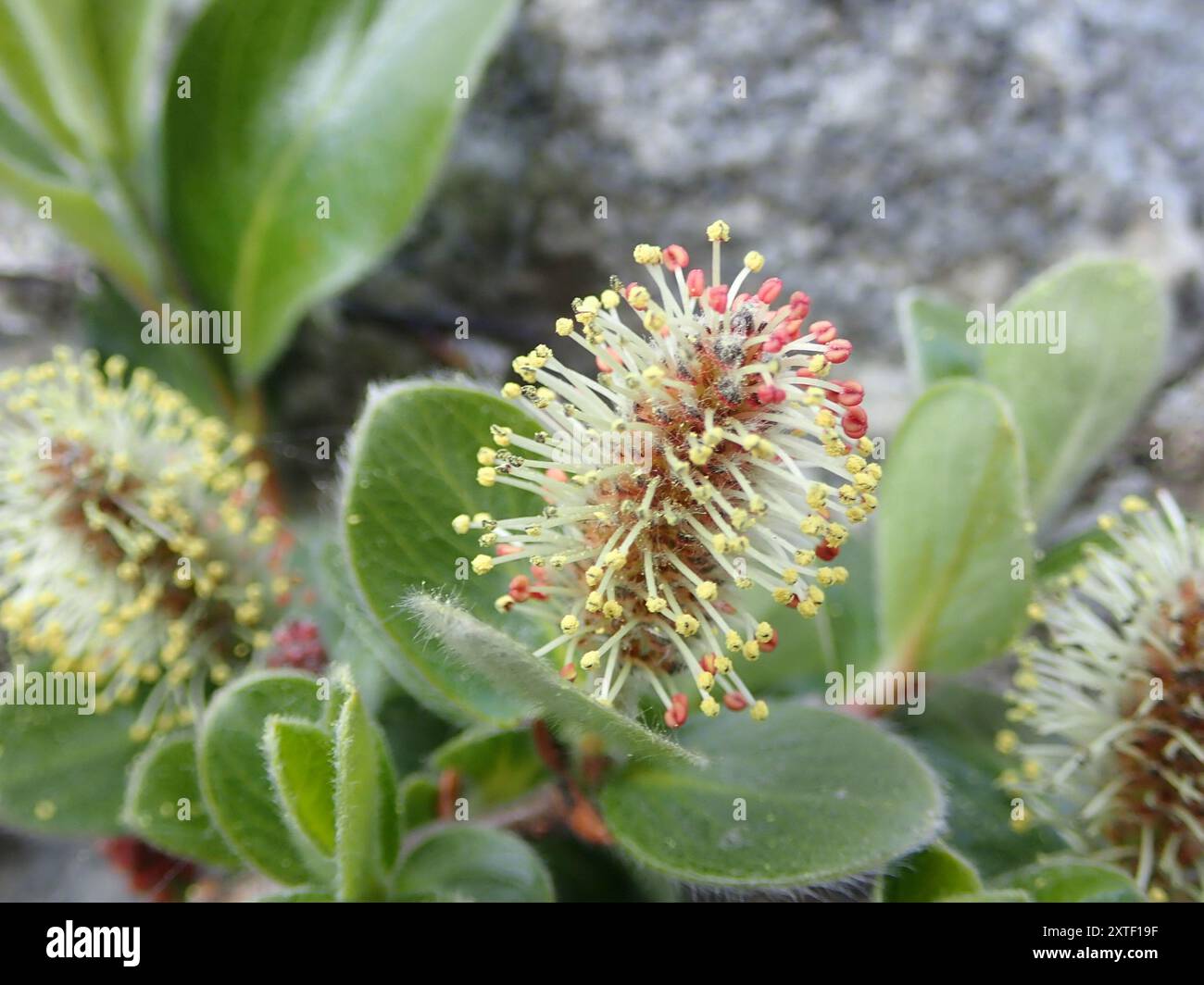 arctic willow (Salix arctica) Plantae Stock Photo - Alamy