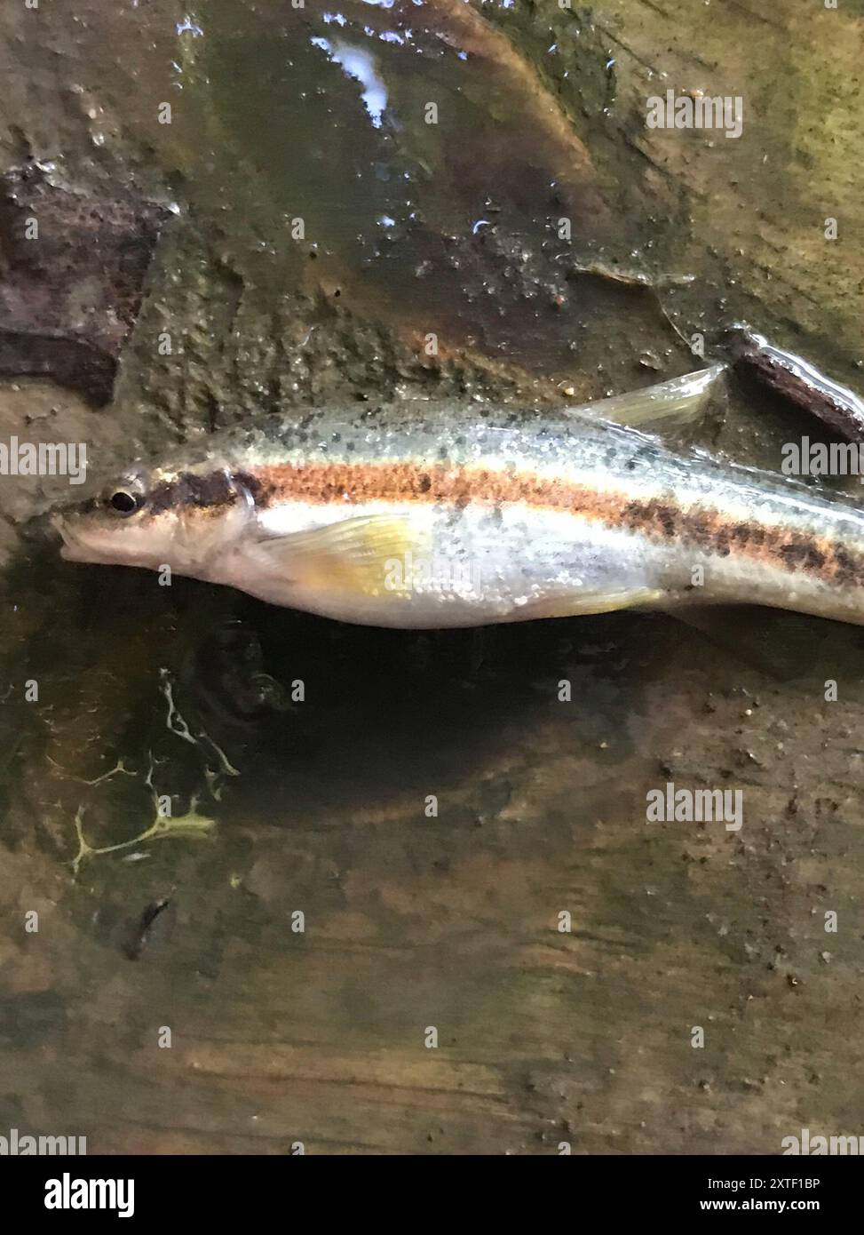 Western Blacknose Dace (Rhinichthys obtusus) Actinopterygii Stock Photo ...