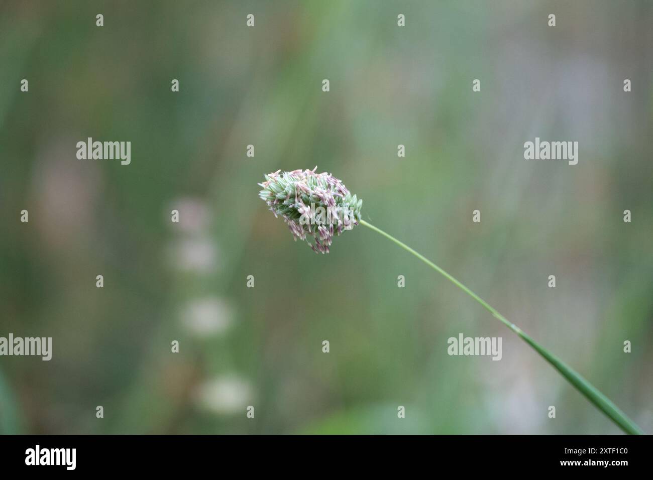 harding grass (Phalaris aquatica) Plantae Stock Photo - Alamy
