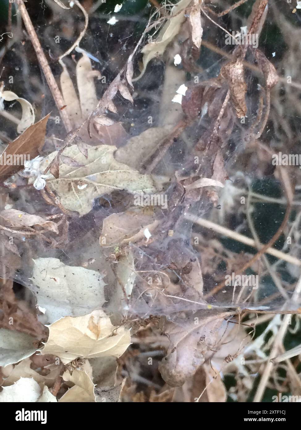 Funnel Weavers (Agelenidae) Arachnida Stock Photo - Alamy