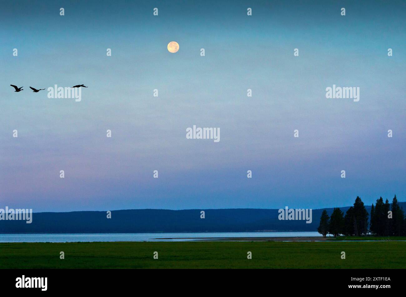 Full moon yellowstone national park hi-res stock photography and images ...