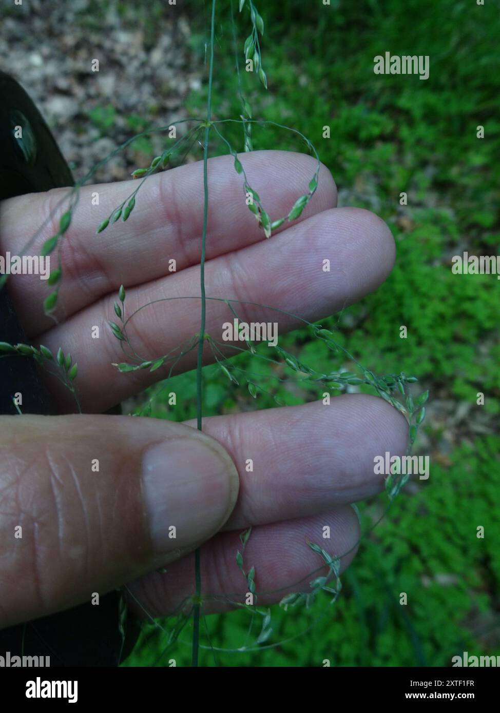 Wood Millet (Milium effusum) Plantae Stock Photo - Alamy