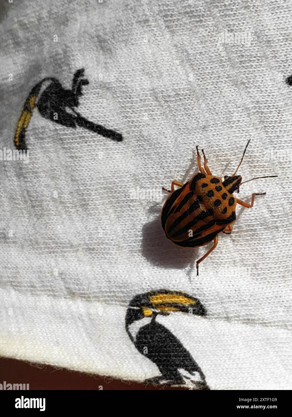 Semipunctatum bug hi-res stock photography and images - Alamy