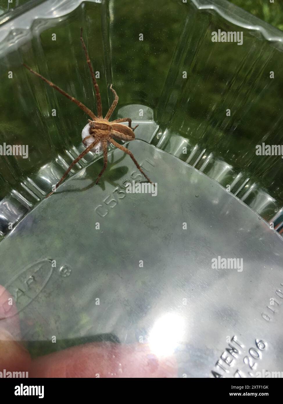 American Nursery Web Spider (Pisaurina mira) Arachnida Stock Photo - Alamy